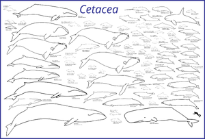 Cetacean | All Birds Wiki | Fandom