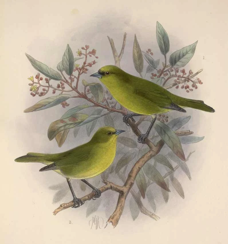 ʻAkekeʻe | All Birds Wiki | Fandom