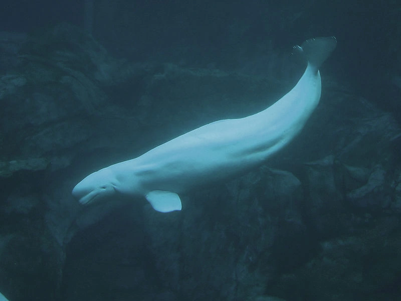 Beluga Whale | All Birds Wiki | Fandom