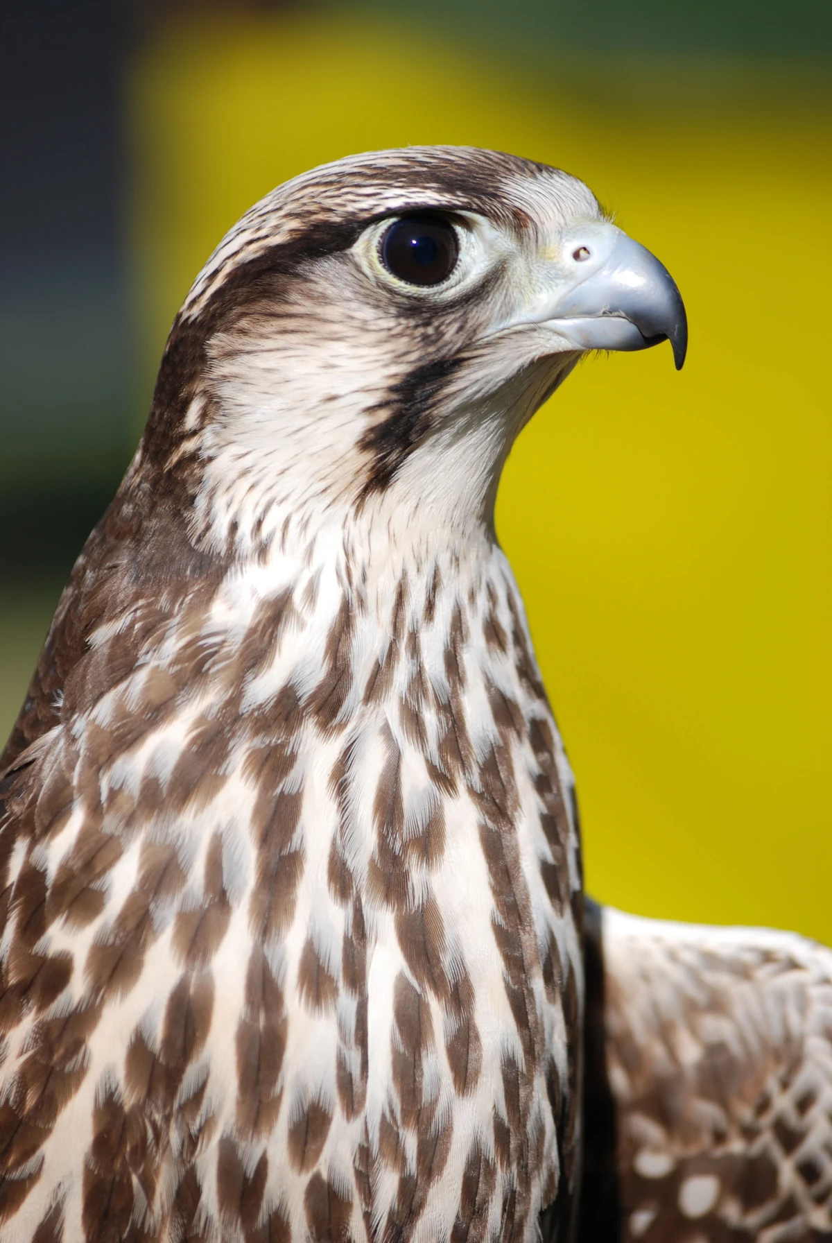 Passerae | All Birds Wiki | Fandom