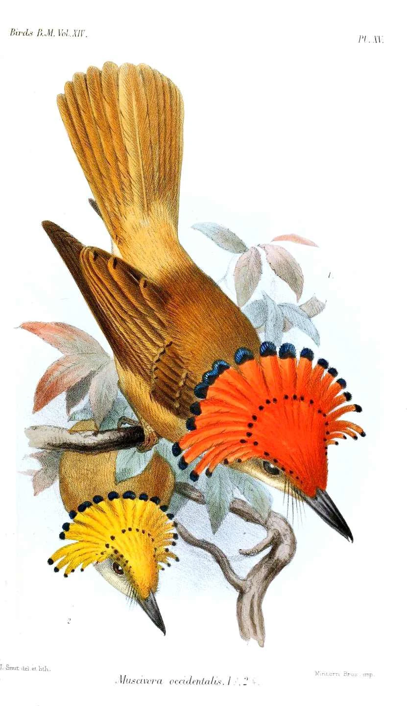 Pacific Royal Flycatcher | All Birds Wiki | Fandom