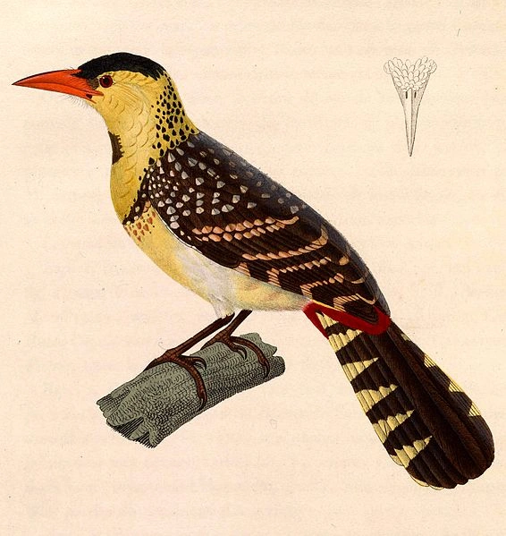 Yellow-breasted Barbet | All Birds Wiki | Fandom
