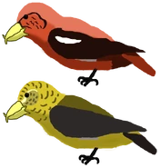 Michelle Hellstern | All Birds Wiki | Fandom