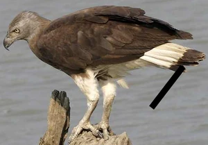 Terminal band | All Birds Wiki | Fandom