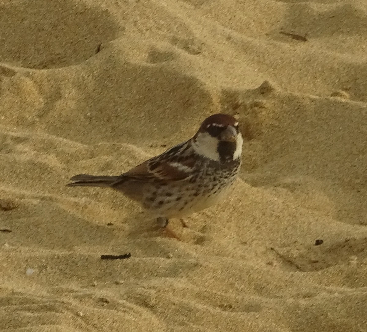 Spanish Sparrow | All Birds Wiki | Fandom