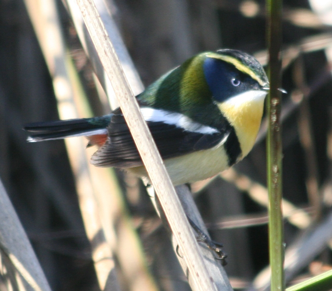 Many-coloured Rush Tyrant | All Birds Wiki | Fandom