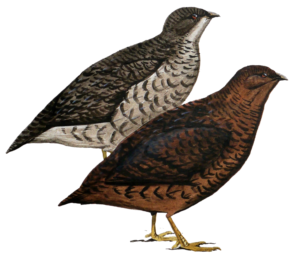 Snow Mountains Quail | All Birds Wiki | Fandom