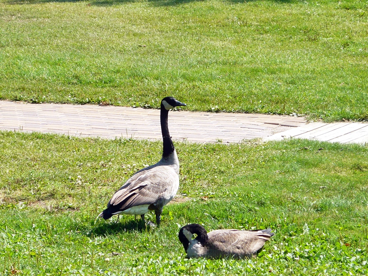 Gander | All Birds Wiki | Fandom