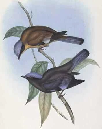 Cochoa | All Birds Wiki | Fandom