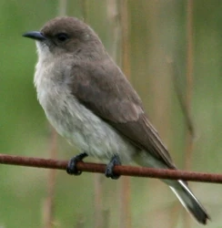 Honeyguide | All Birds Wiki | Fandom