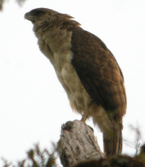 Papuan Eagle | All Birds Wiki | Fandom