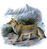 Tibetan Sand Fox | All Birds Wiki | Fandom