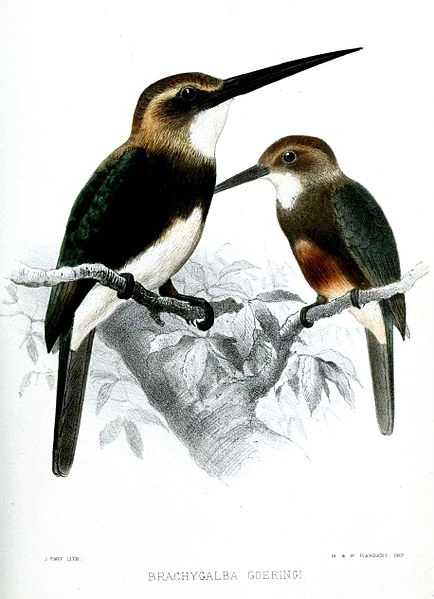 Pale-headed Jacamar | All Birds Wiki | Fandom