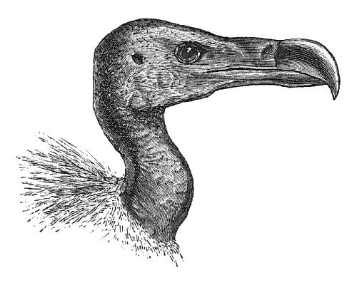 Slender-billed Vulture | All Birds Wiki | Fandom
