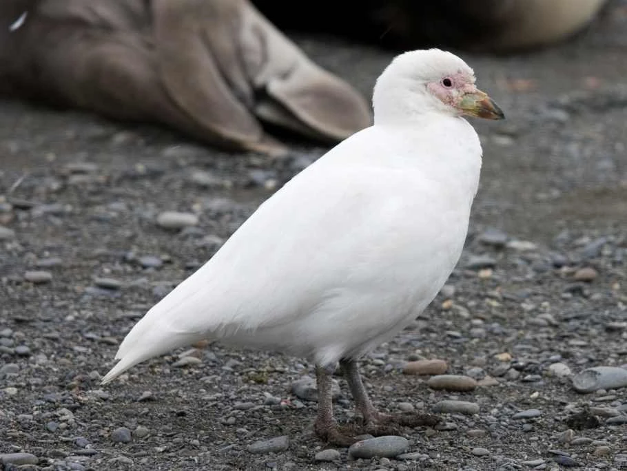 Snowy Sheathbill | All Birds Wiki | Fandom