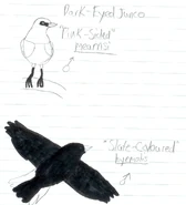Michelle Hellstern | All Birds Wiki | Fandom