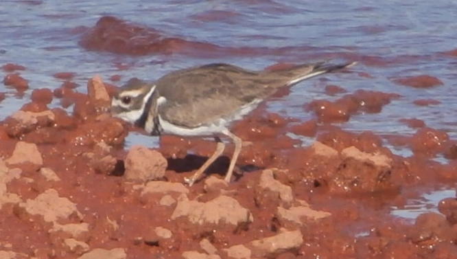 Killdeer | All Birds Wiki | Fandom
