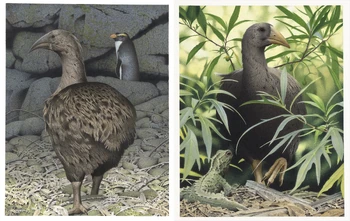 Adzebill | All Birds Wiki | Fandom