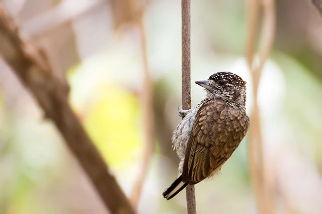 Scaled Piculet | All Birds Wiki | Fandom