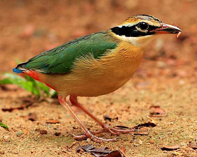 Indian Pitta | All Birds Wiki | Fandom