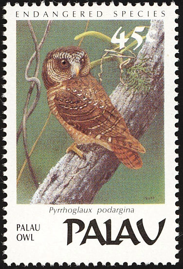 Palau Owl | All Birds Wiki | Fandom