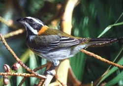 Puerto Rican Spindalis | All Birds Wiki | Fandom