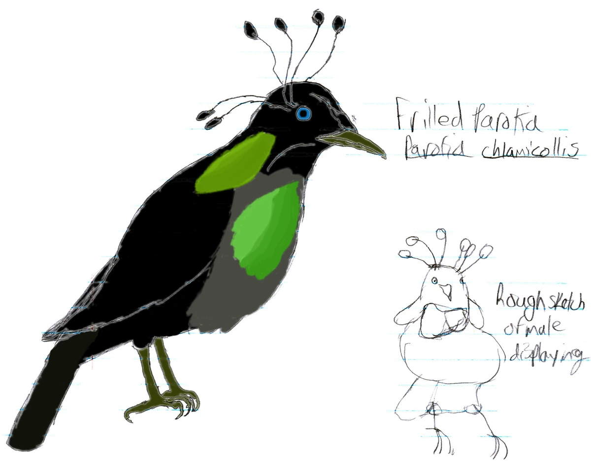 Frilled Parotia | All Birds Wiki | Fandom