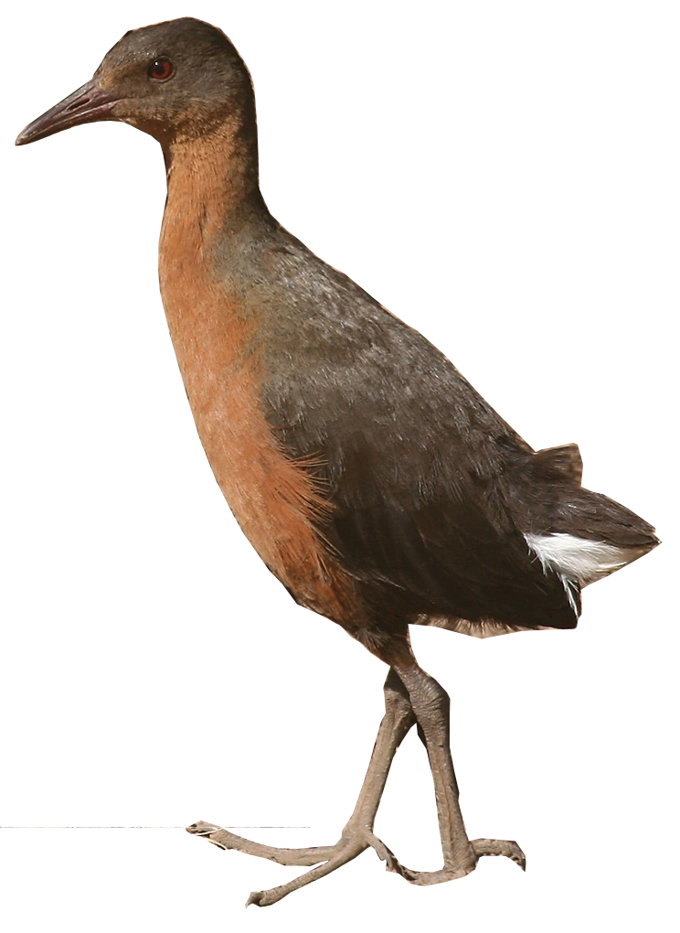 Rallidae | All Birds Wiki | Fandom