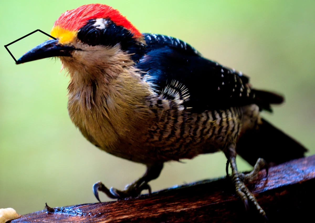 Culmen | All Birds Wiki | Fandom