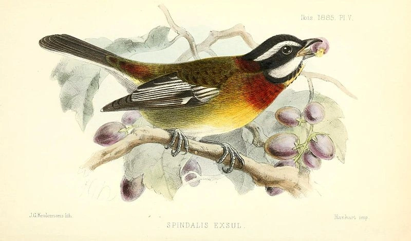 Spindalis | All Birds Wiki | Fandom