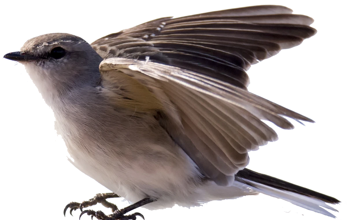 Australasian robin | All Birds Wiki | Fandom