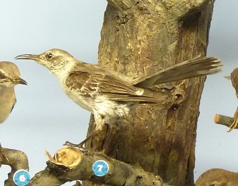 Socorro Mockingbird | All Birds Wiki | Fandom