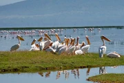Pelican | All Birds Wiki | Fandom