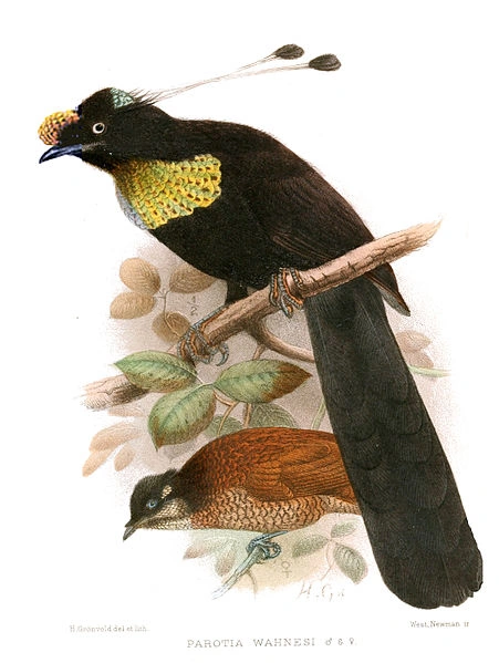 Wahnes's Parotia | All Birds Wiki | Fandom