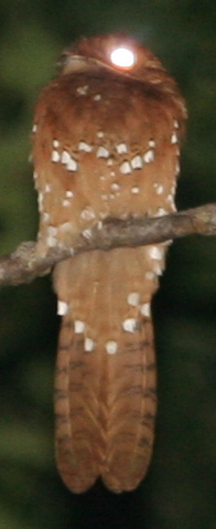 Potoo | All Birds Wiki | Fandom