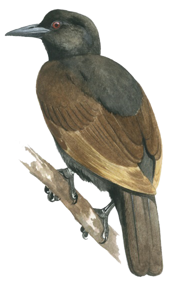 Paradise-crow | All Birds Wiki | Fandom