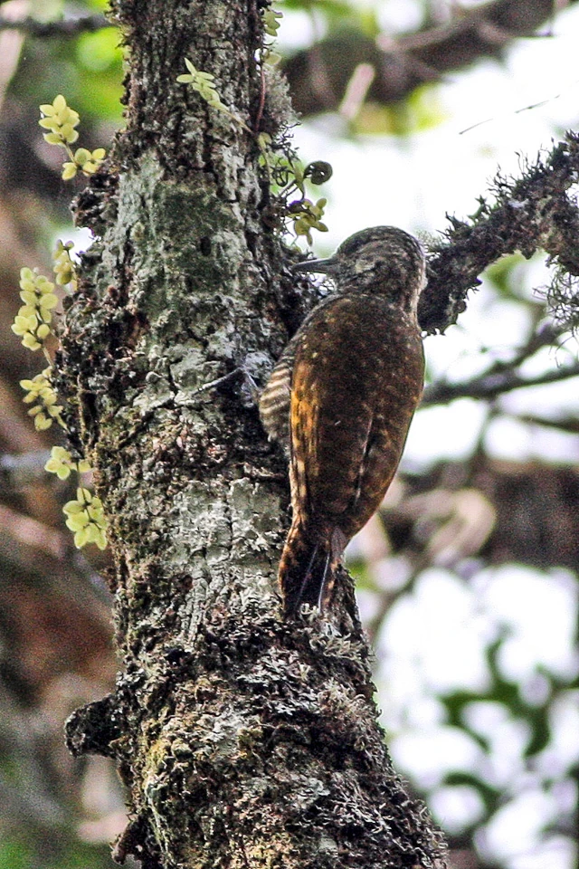 Dot-fronted Woodpecker | All Birds Wiki | Fandom