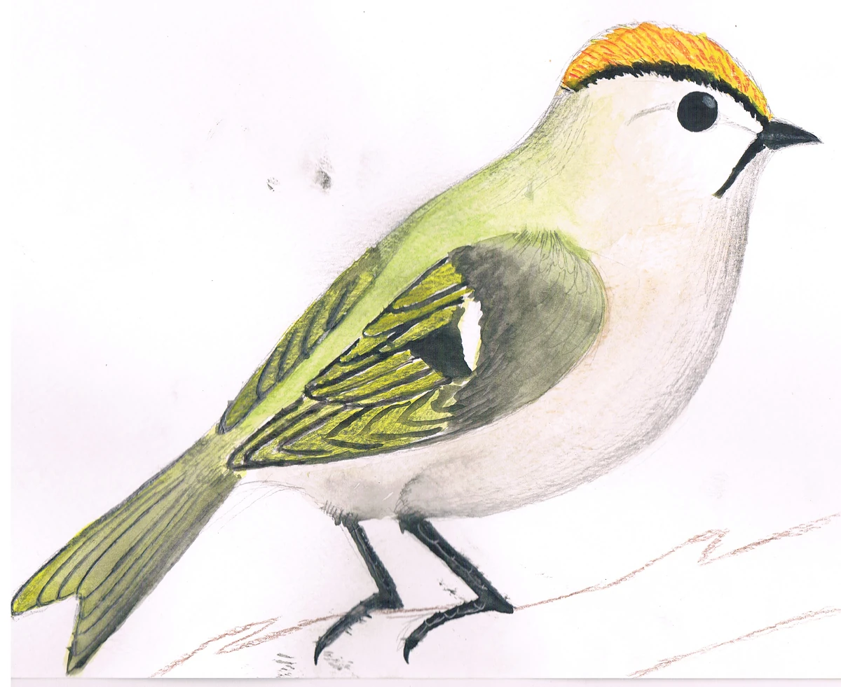 Goldcrest | All Birds Wiki | Fandom