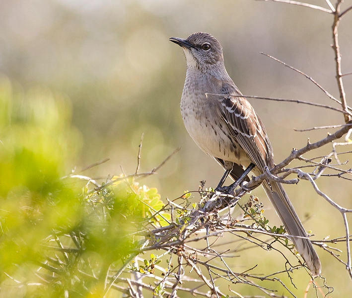 Bahama Mockingbird | All Birds Wiki | Fandom