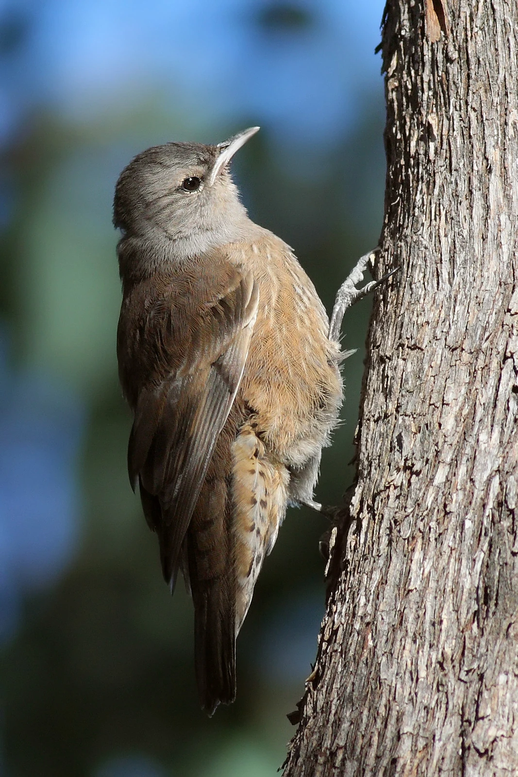 Australasian treecreeper | All Birds Wiki | Fandom
