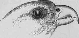 Tomial tooth | All Birds Wiki | Fandom