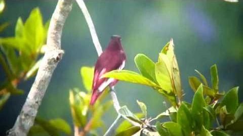 Purple cotinga | All Birds Wiki | Fandom