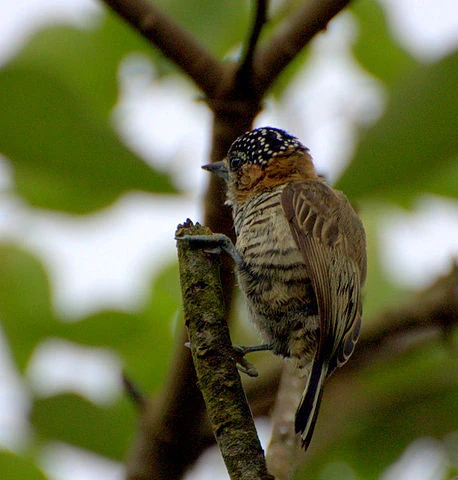 Ochre-collared Piculet | All Birds Wiki | Fandom