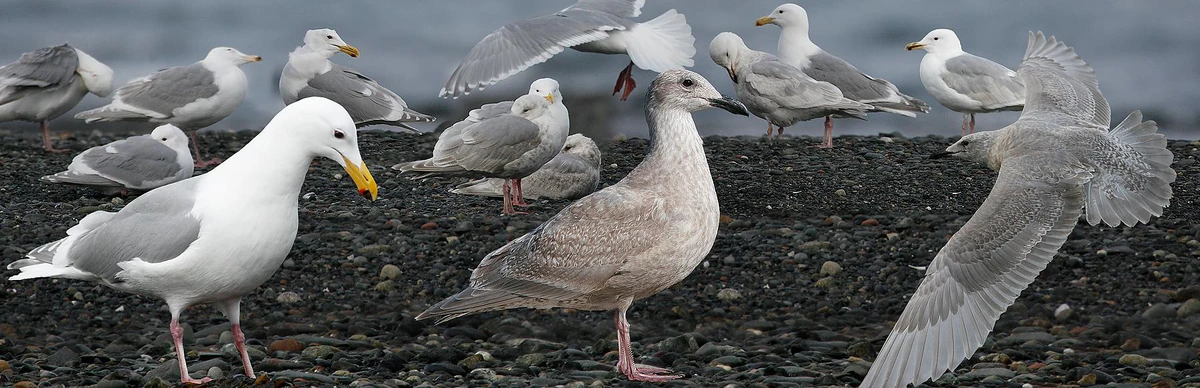 Large white-headed gull | All Birds Wiki | Fandom