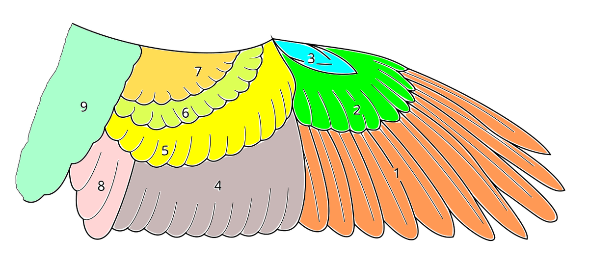 Scapular | All Birds Wiki | Fandom