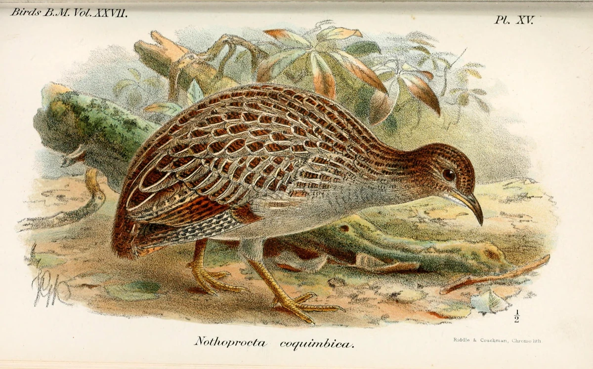 Tinamou | All Birds Wiki | Fandom