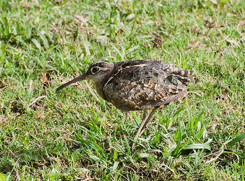 Greater Painted-snipe | All Birds Wiki | Fandom