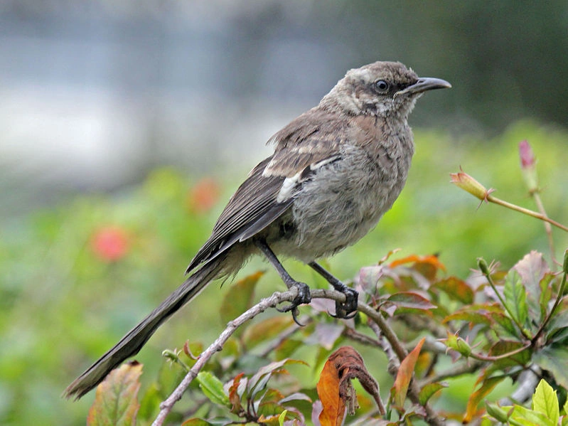 Long-tailed Mockingbird | All Birds Wiki | Fandom