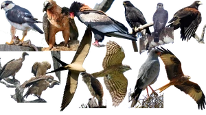 Accipitridae | All Birds Wiki | Fandom