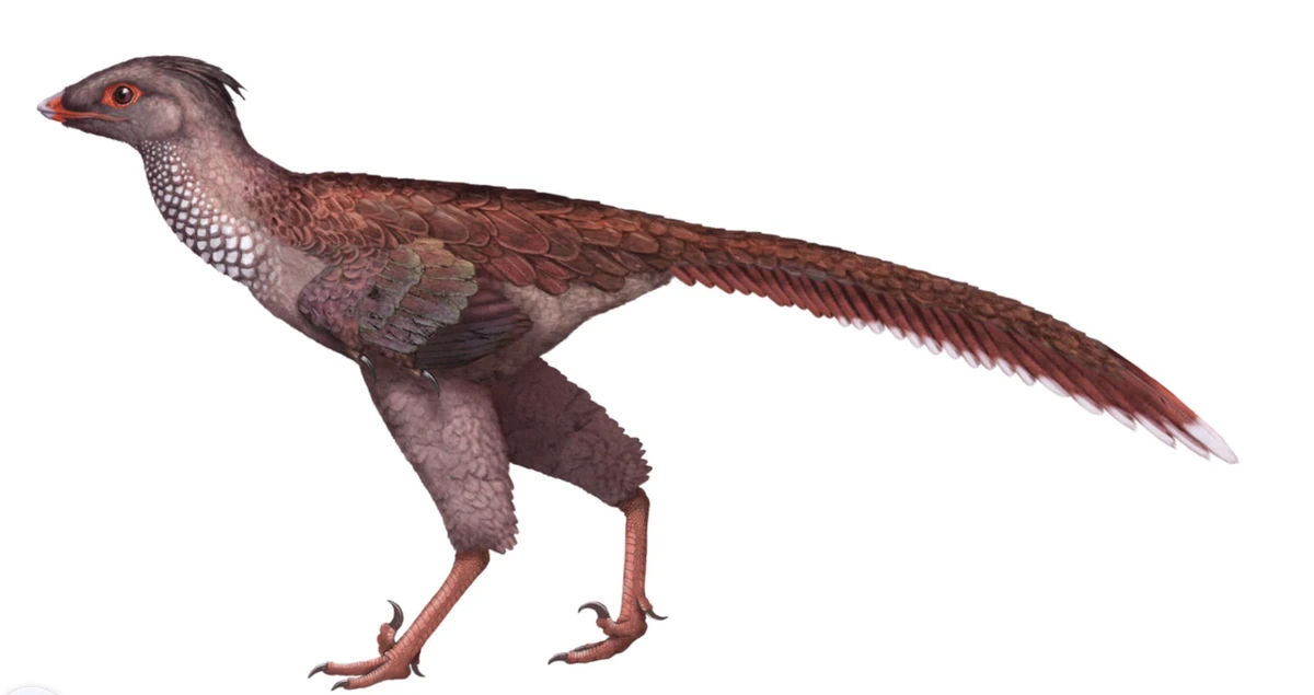 Mei long | All Birds Wiki | Fandom